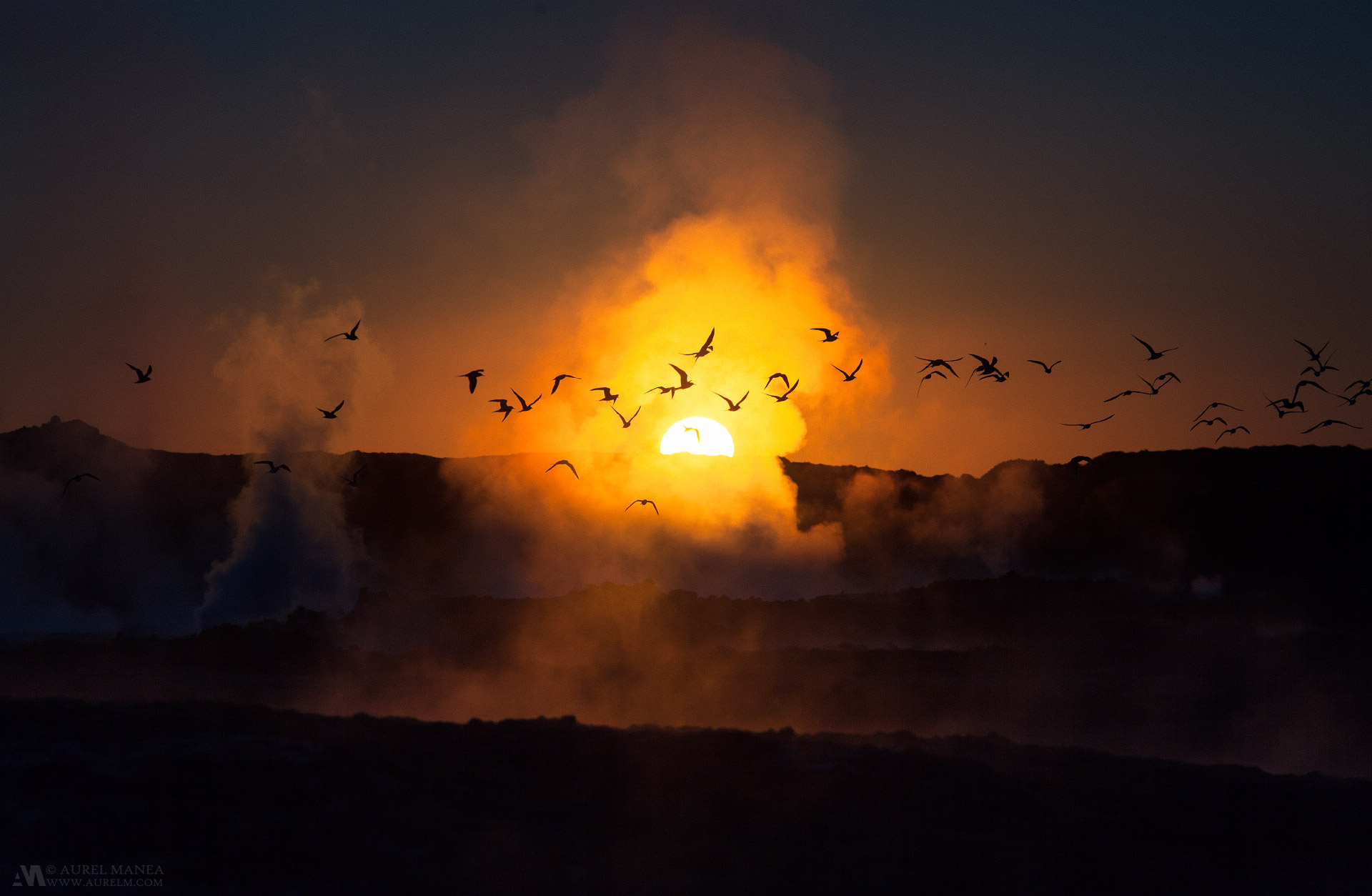 Gallery Iceland birds in Blue Lagoon 02 - Dystalgia - Aurel Manea ...
