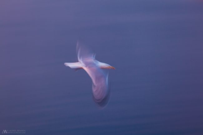 Gallery Long Exposure Birds 04 - Dystalgia - Aurel Manea Art