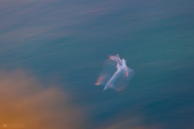 Gallery Long Exposure Birds 05 - Dystalgia - Aurel Manea Art
