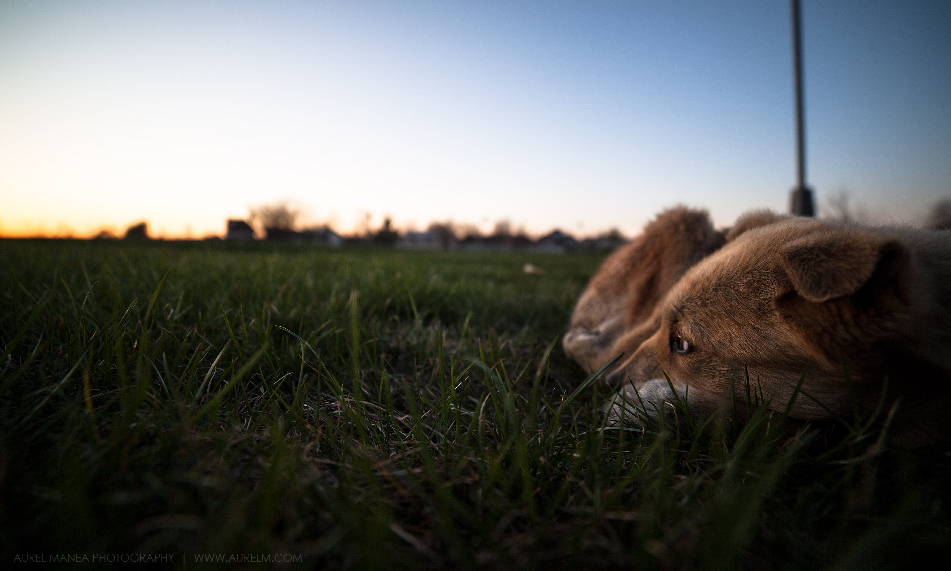 Gallery Sad dog in sunset 08 - Dystalgia - Aurel Manea Art