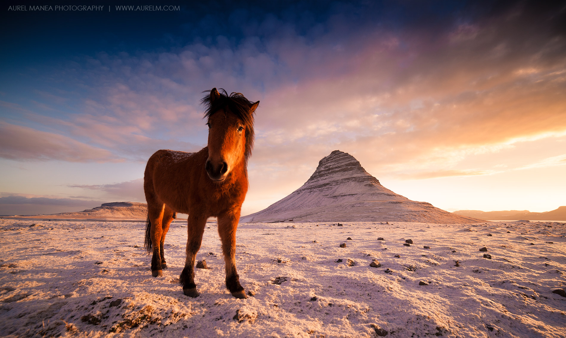 Icelandic horse in Grundarfjordur 01 - Dystalgia - Aurel Manea ...