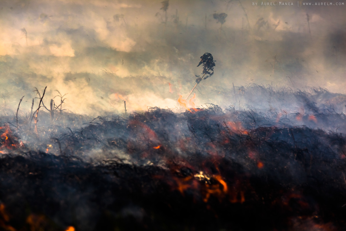 bushfire with smoke 4 - Dystalgia - Aurel Manea Photography (Aurel Manega)